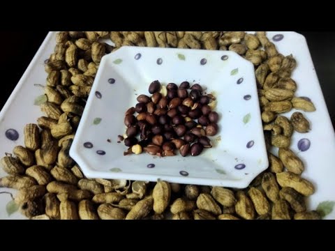 Kacha badam vaja|| ছোট ভাই বালি ছাড়া বাদাম ভাজলো/bali lobon chara ...