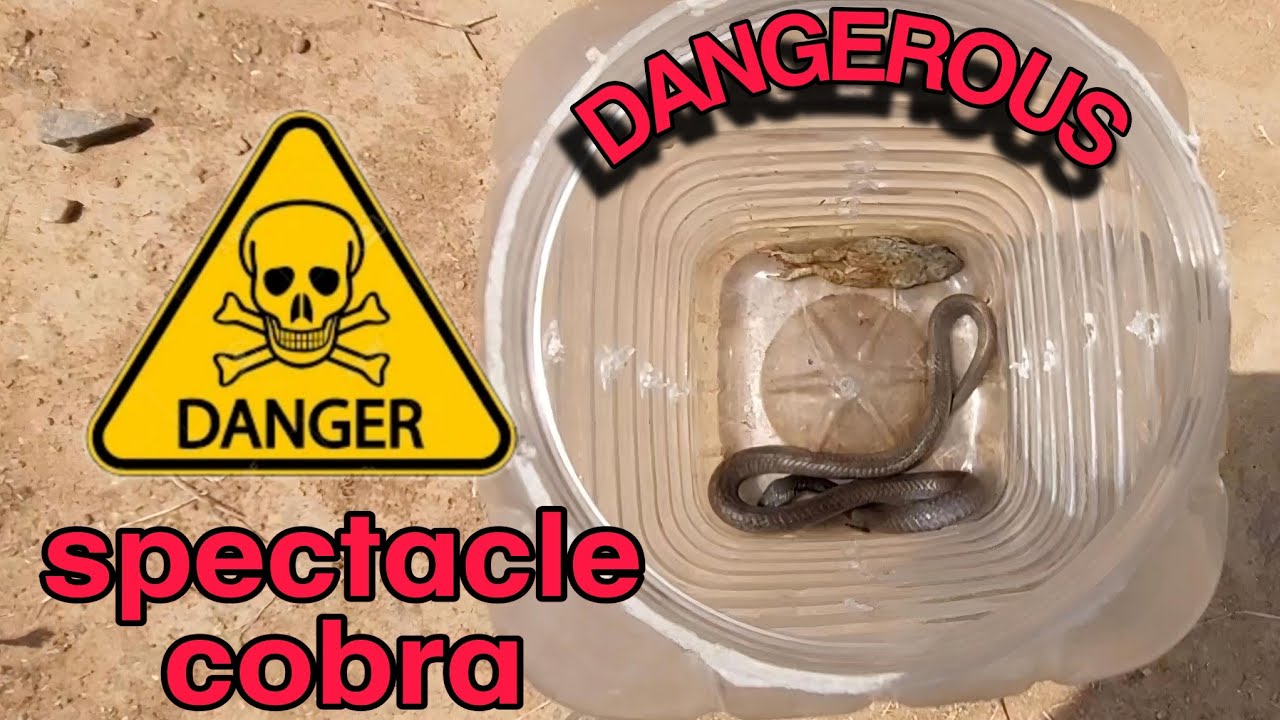 rescue a black spectacle cobra 🐍 in a village || baby spectacle cobra ...