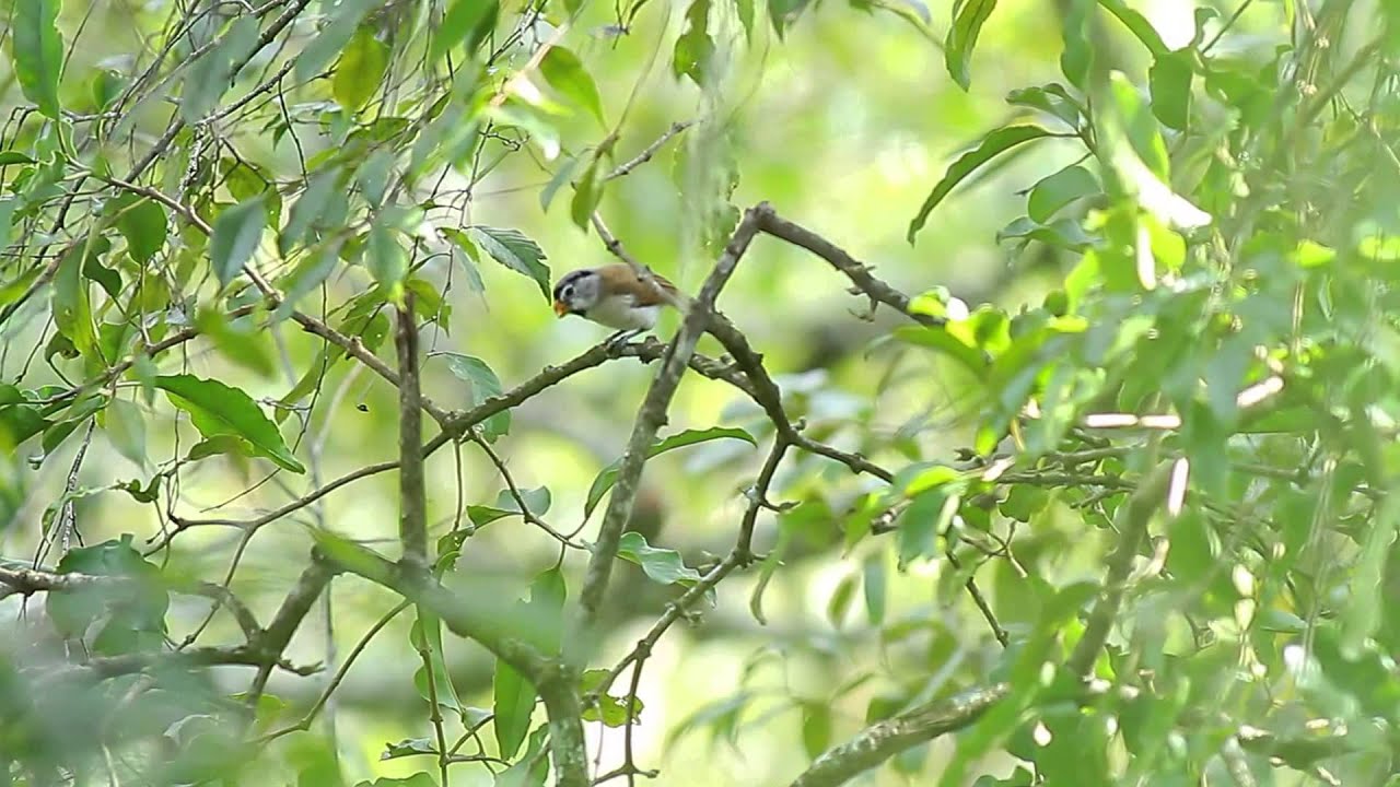 Grey-headed Parrotbill / Psittiparus gularis / นกปากนกแก้วหัวเทา - YouTube