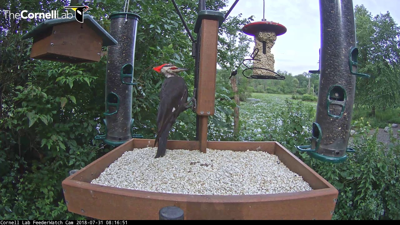 Birds Scatter Upon Pileated Woodpecker's Arrival – July 31, 2018 - YouTube