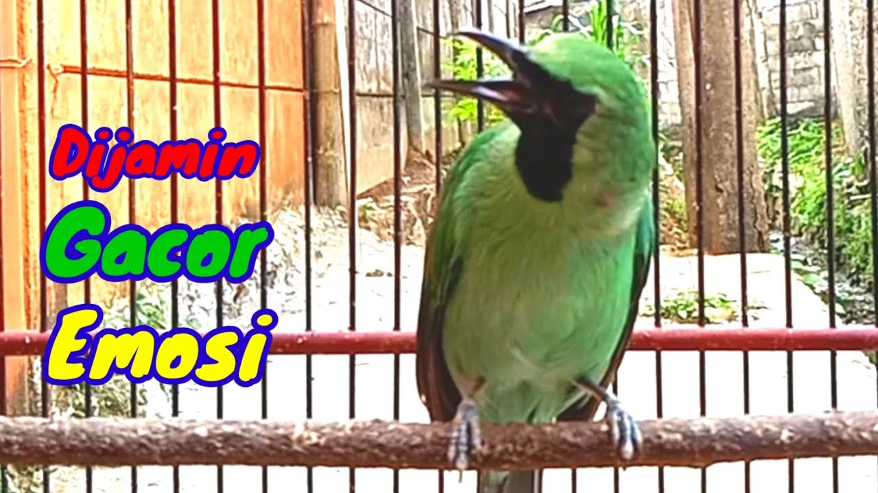 Suara Pancingan Cucak Ijo Isian Istimewa Bikin Cak Ijo Lain Gacor dan ...