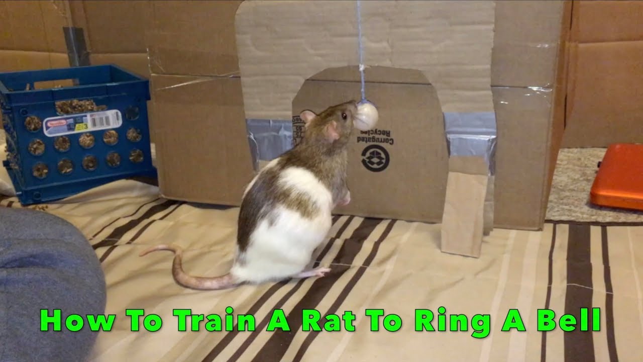 How To Train A Rat To Ring A Bell - YouTube