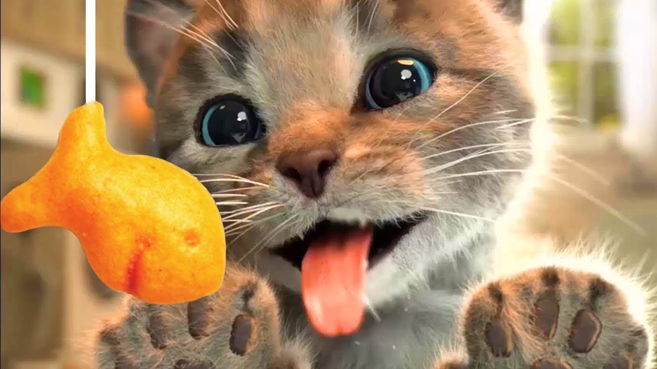 GATITOS TIERNOS Y GRACIOSOS 🤪 - YouTube