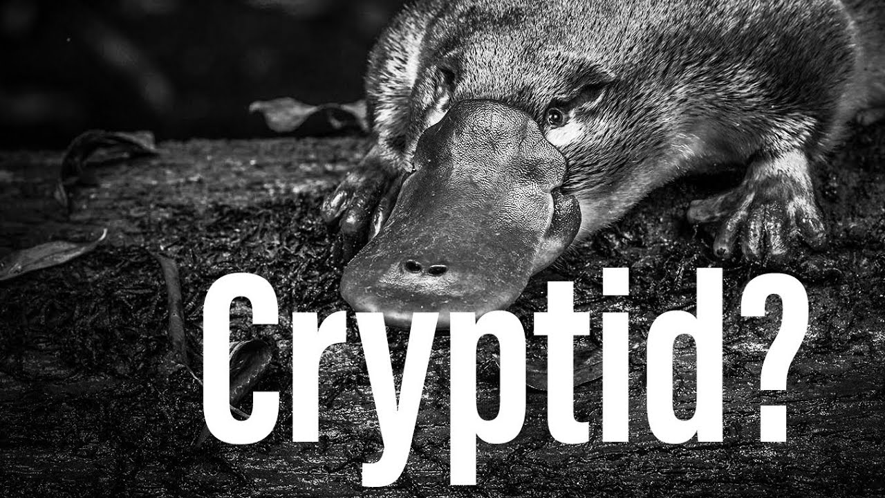 The Fascinating History of the Platypus: A Former Cryptid - YouTube