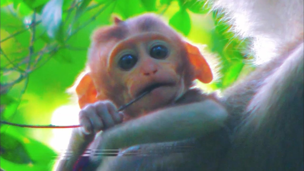 The Best Collection Summary Clip: SO CUTE BABY MONKEY 😘!! A tiny baby ...