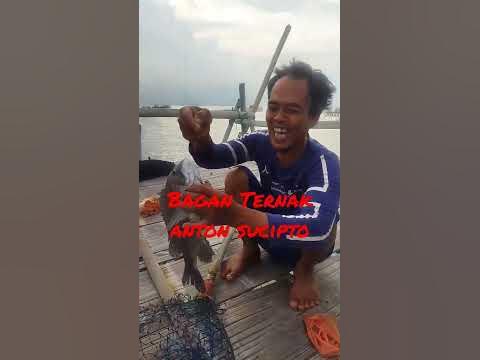Mancing Bagan Ternak senggol Anton Sucipto - YouTube