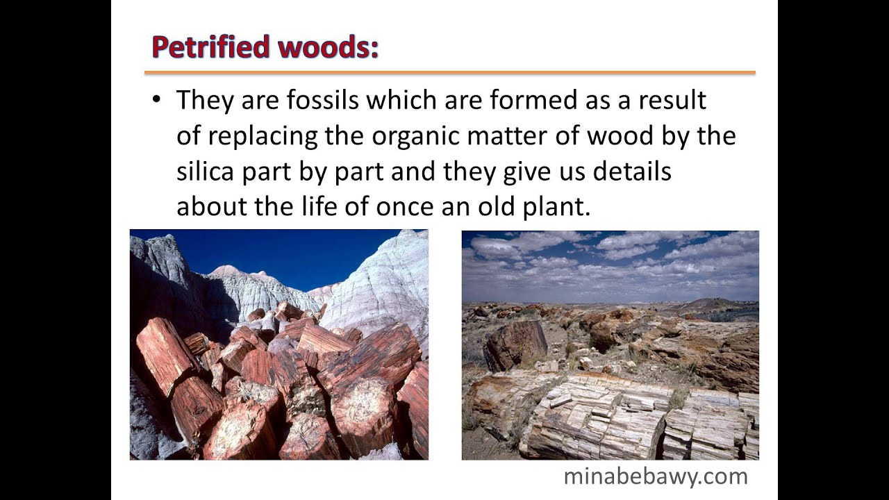 Fossils 2nd Prep T01 U03 L01 - YouTube
