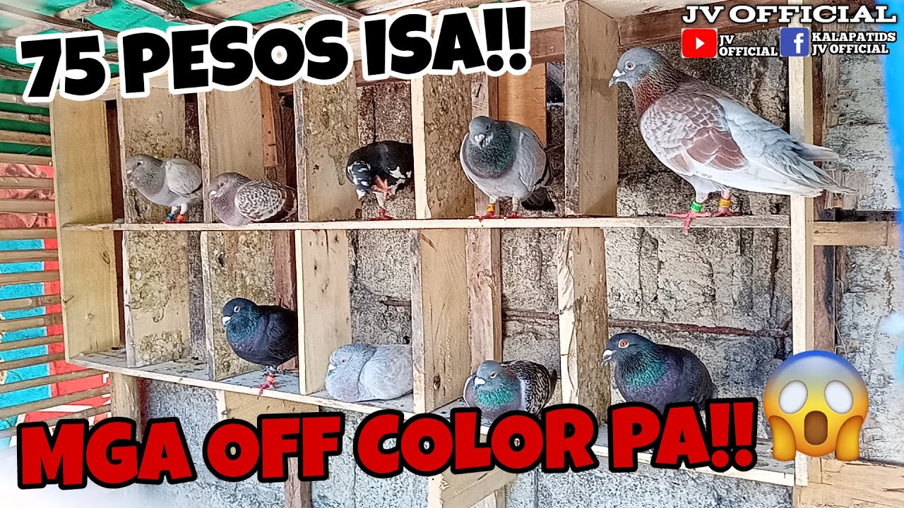 PINAKYAW KO NA LAHAT NG KALAPATI NYA MGA OFF COLOR PA!!😱 MAY INAKAY ...