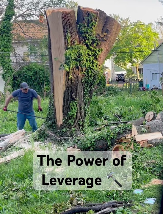 Power of leverage #physics #tree #landlord - YouTube