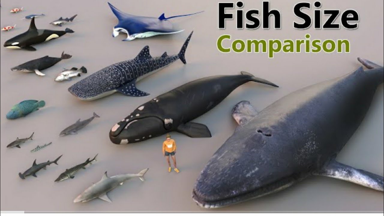 Sea Animal size comparison 3d #3d Fish size comparison - YouTube