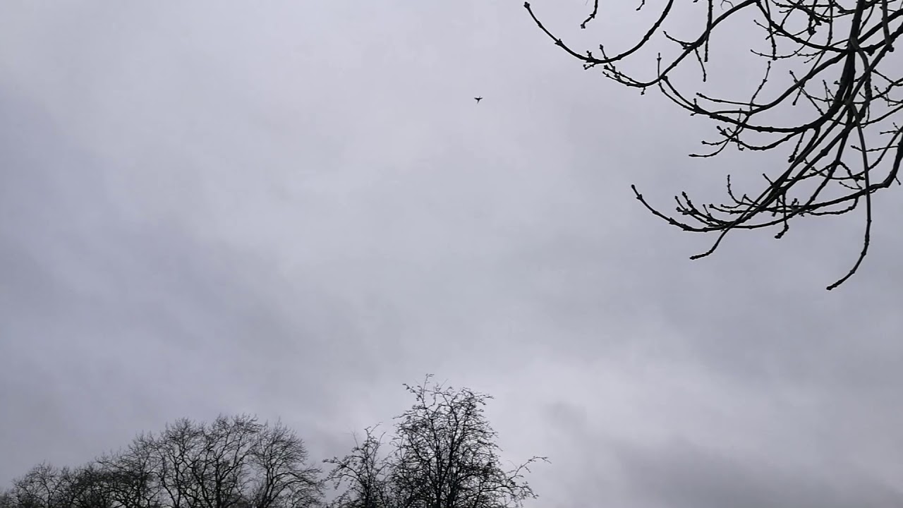 High Pheasant - Bodidris Shoot, November 2017 - YouTube