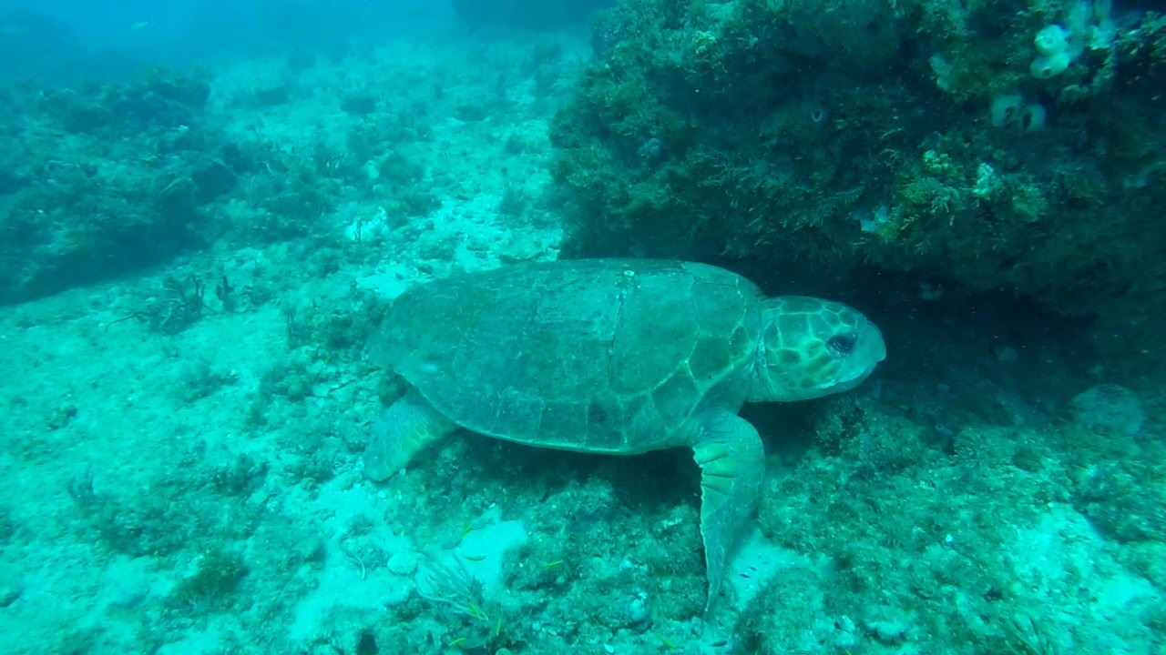 Scuba Diving Turtle Reef Jupiter Inlet Sea Turtles and More Video - YouTube