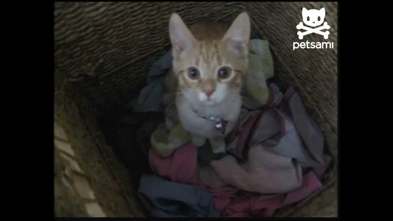 Cat helps out with the dirty laundry - YouTube