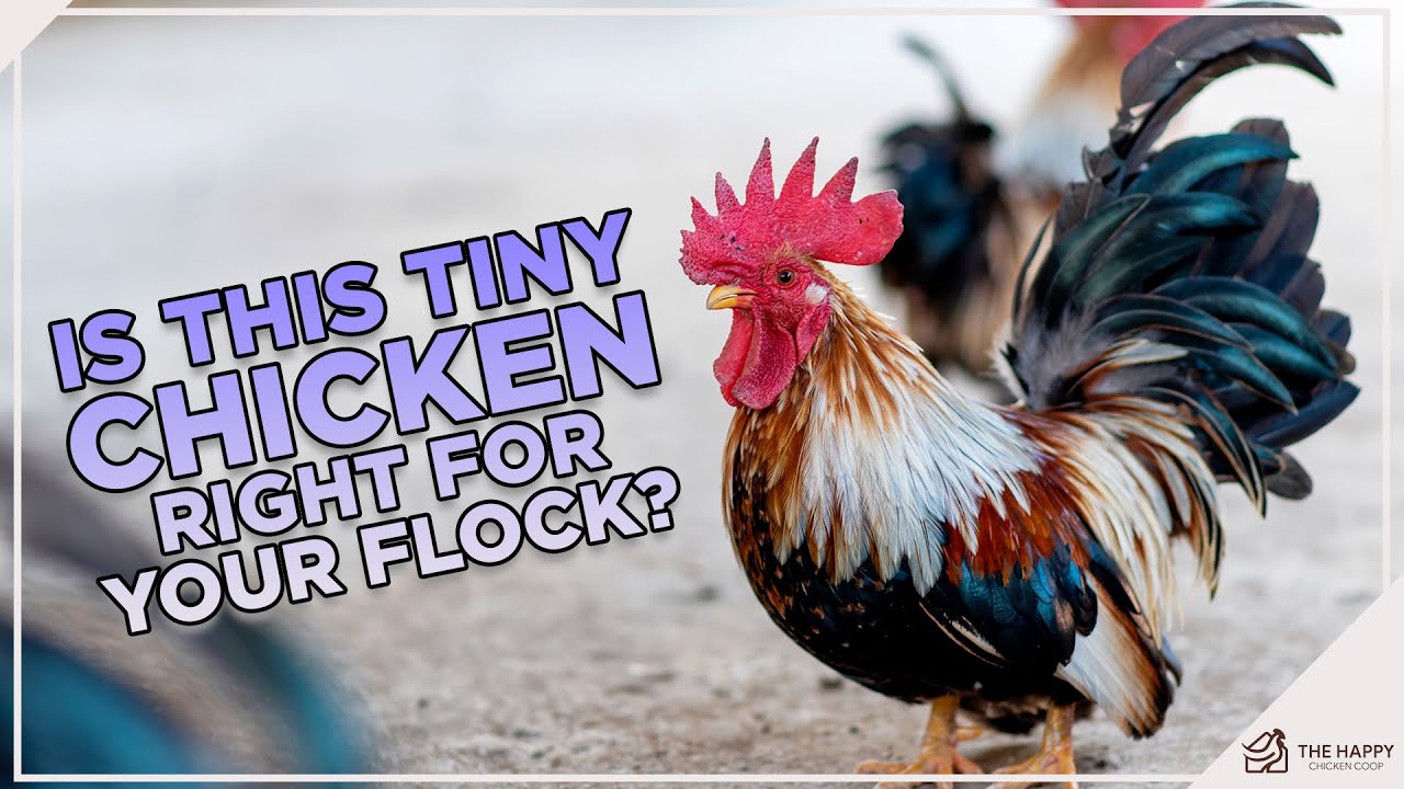 Mini Chicken!! The Serama Chicken Breed - YouTube