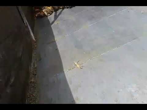 Loading ramp ffb grading - YouTube