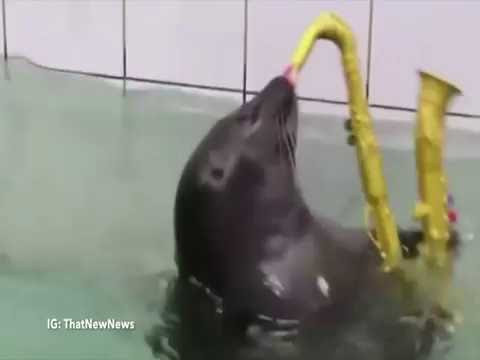 Seal playing Sax - YouTube
