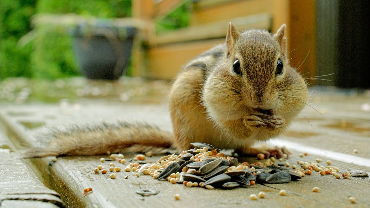 Chipmunk neighbor comes for a feast and leaves nothing behind !! 4K HDR ...