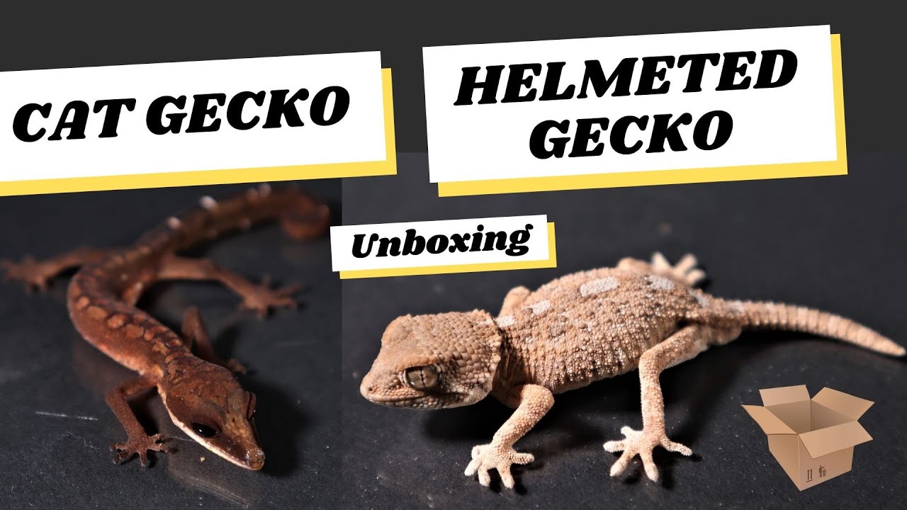 Helmeted Gecko and Cat Gecko Unboxing - YouTube
