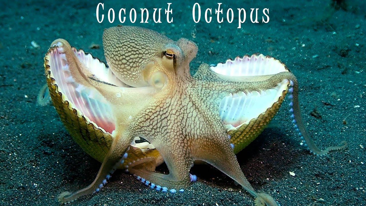 Coconut Octopus (Amphioctopus marginatus) walking, running, and ...