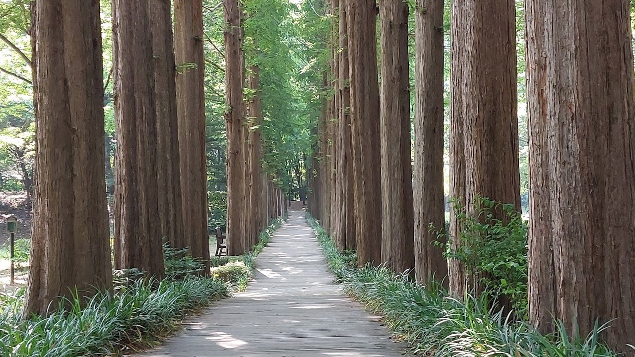 Yangjae Citizens' Forest Walk in Seocho-gu, Seoul South Korea 한국 - YouTube