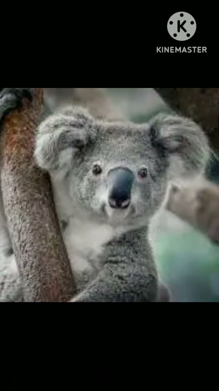 mind blowing facts about animals 🤯#factsdaily #facts #amazingfactsfacts ...