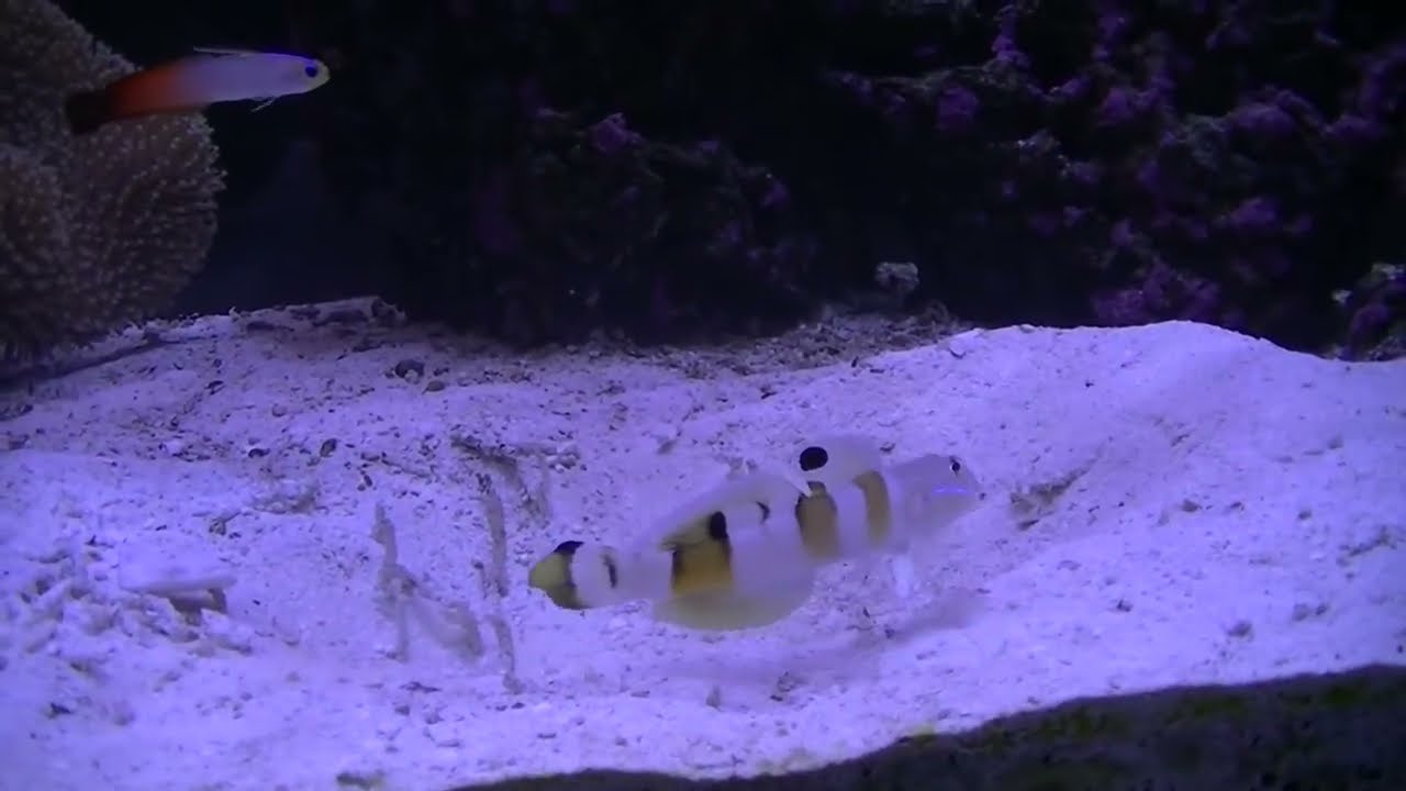 Tiger Watchman Goby digging holes - YouTube