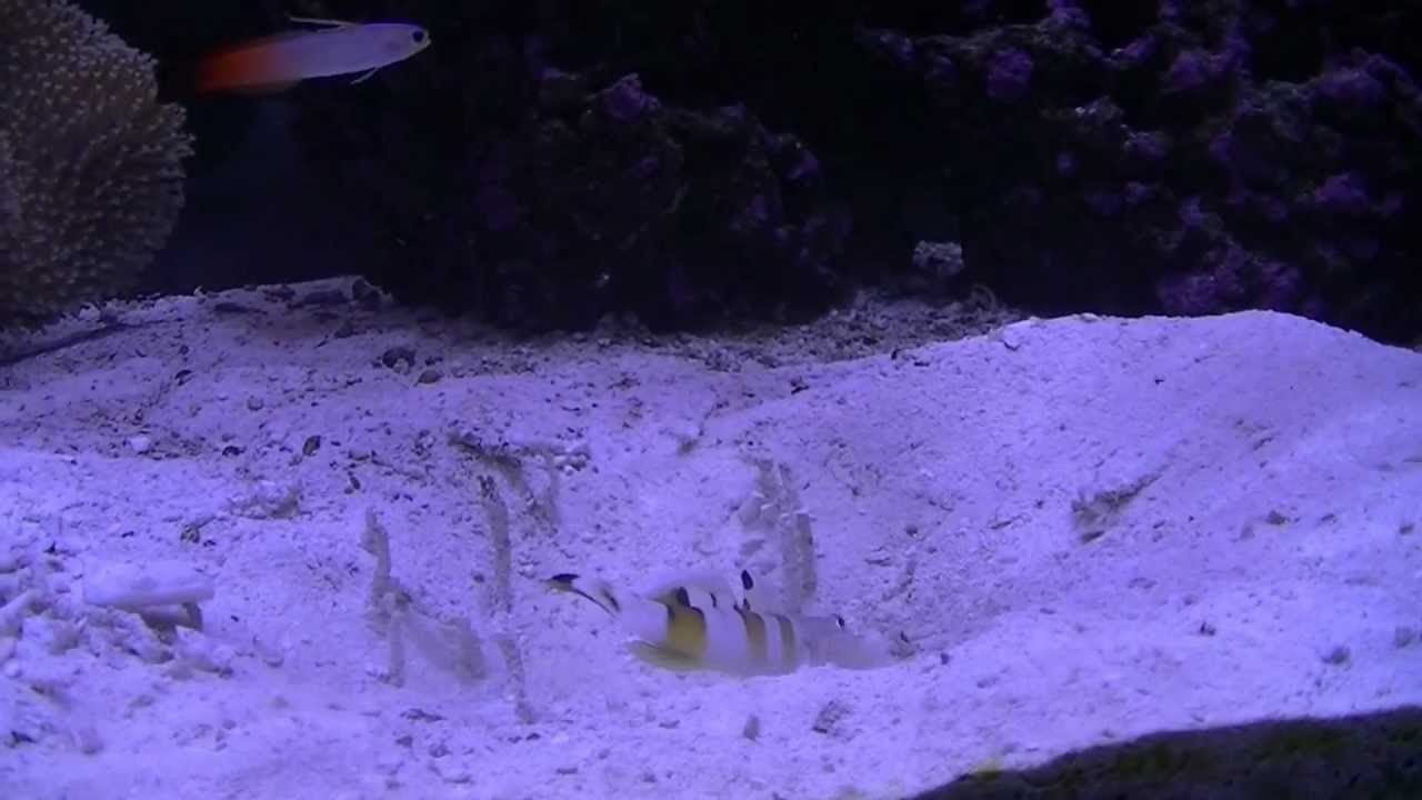 Tiger Watchman Goby digging holes - YouTube