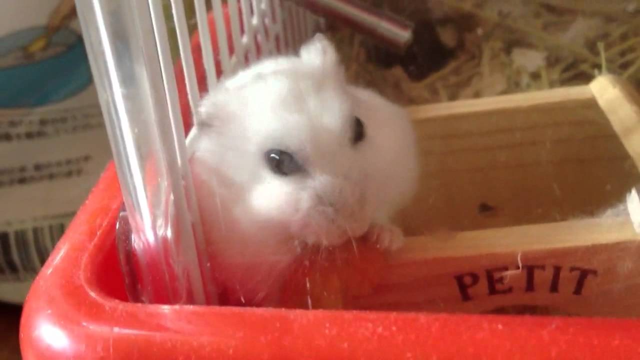 Snowball eats dried carrot - YouTube