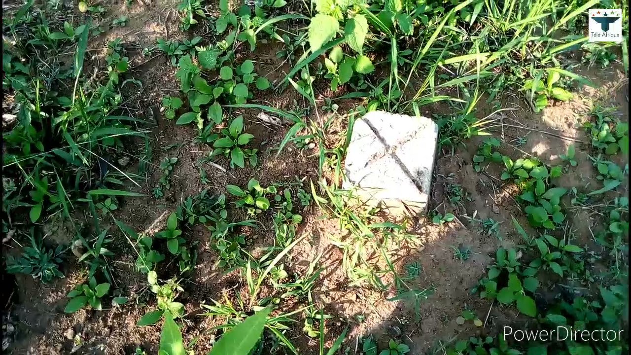 TERRAIN EN VENTE À SONGON ABIDJAN CÔTE D'IVOIRE - YouTube