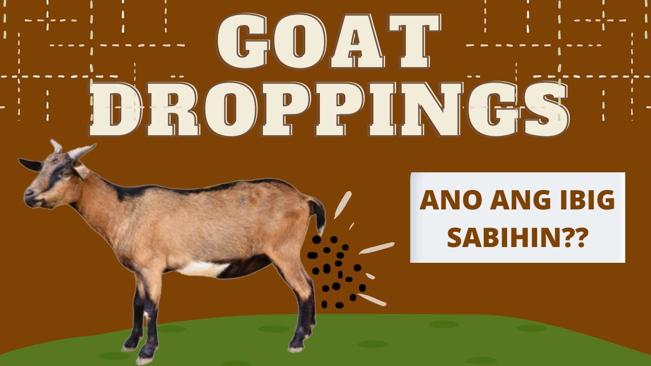 GOAT DROPPINGS: Ano ang Ibig Sabihin | Interpreting GOAT DROPPINGS ...