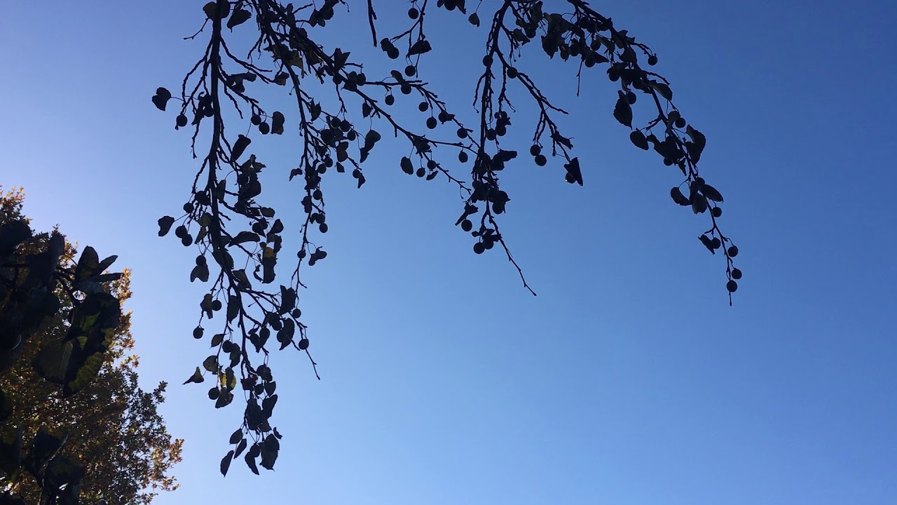 Handkerchief tree - leaves, branches & twigs - November 2018 - YouTube