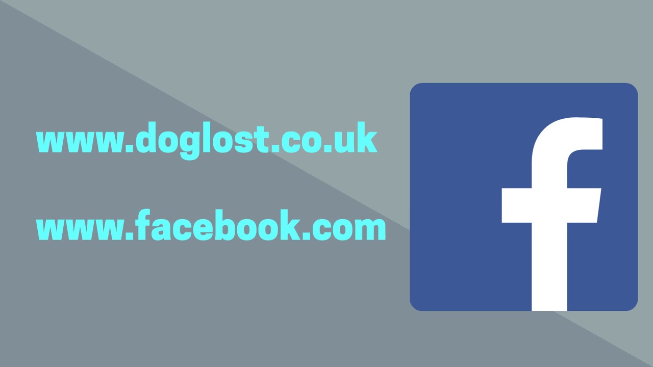 What To Do If You Lose Your Dog YouTube what-to-do-if-you-lose-your-dog-youtube