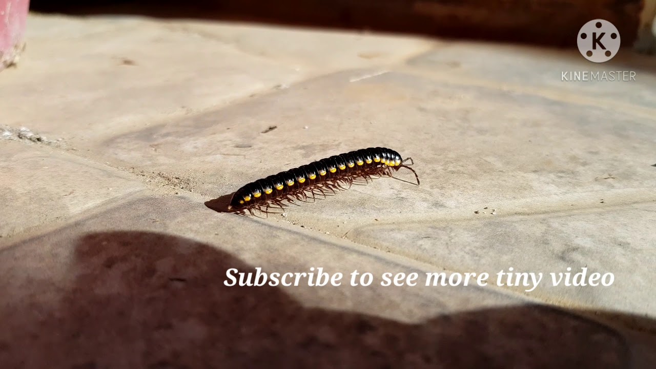 Up close on a tiny Centipede (beautiful) - YouTube
