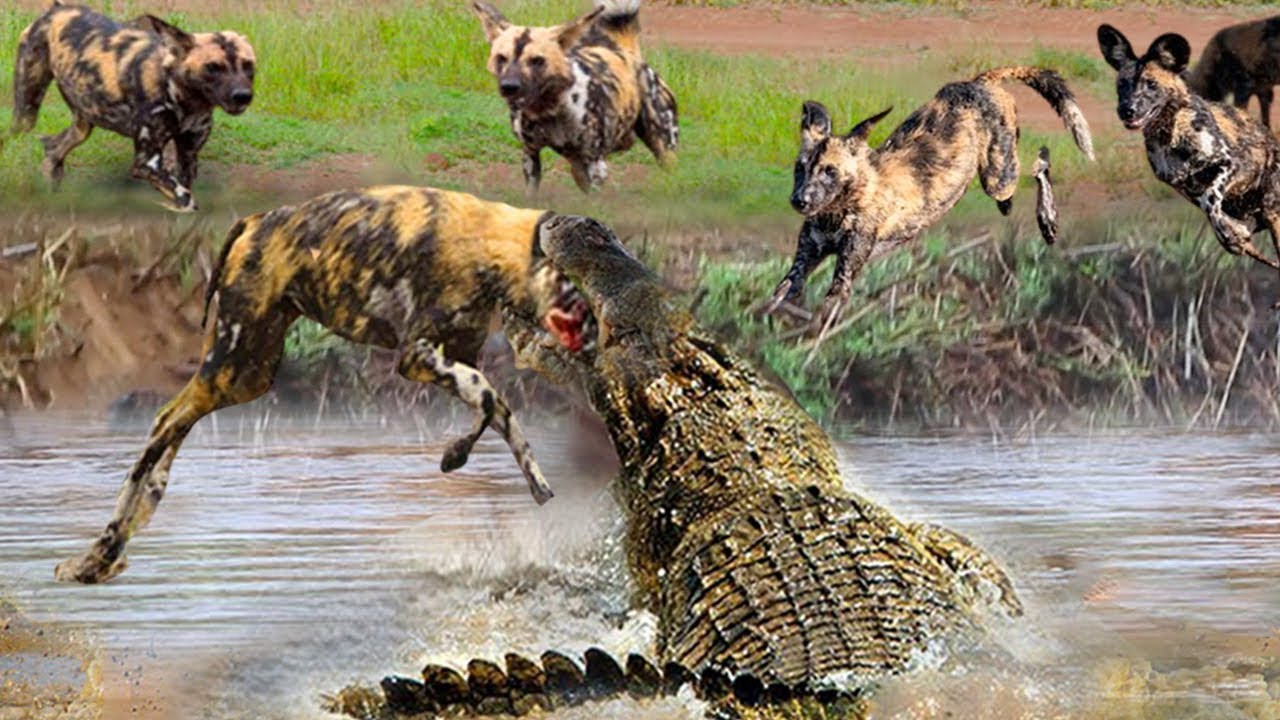 Monsters Of The River! Wild Dogs Die Miserably When They Invade ...