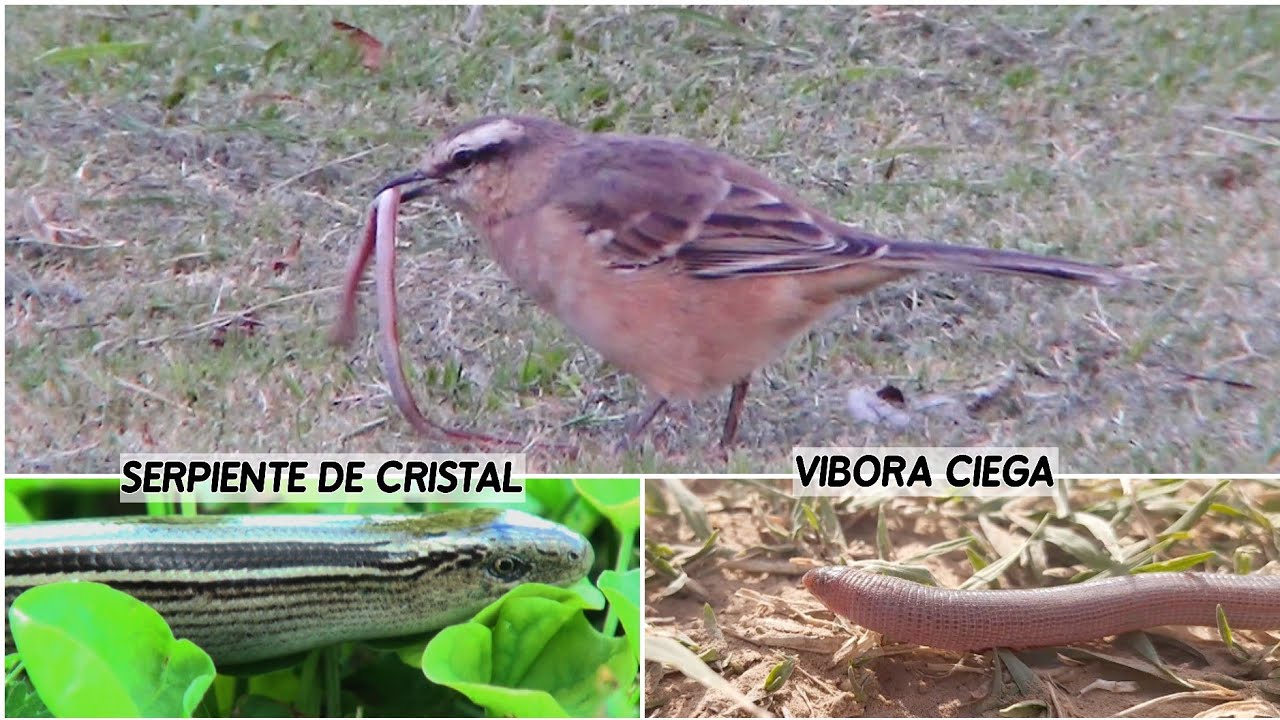 PEQUEÑOS REPTILES, alimento de las AVES * SMALL REPTILES, food for ...