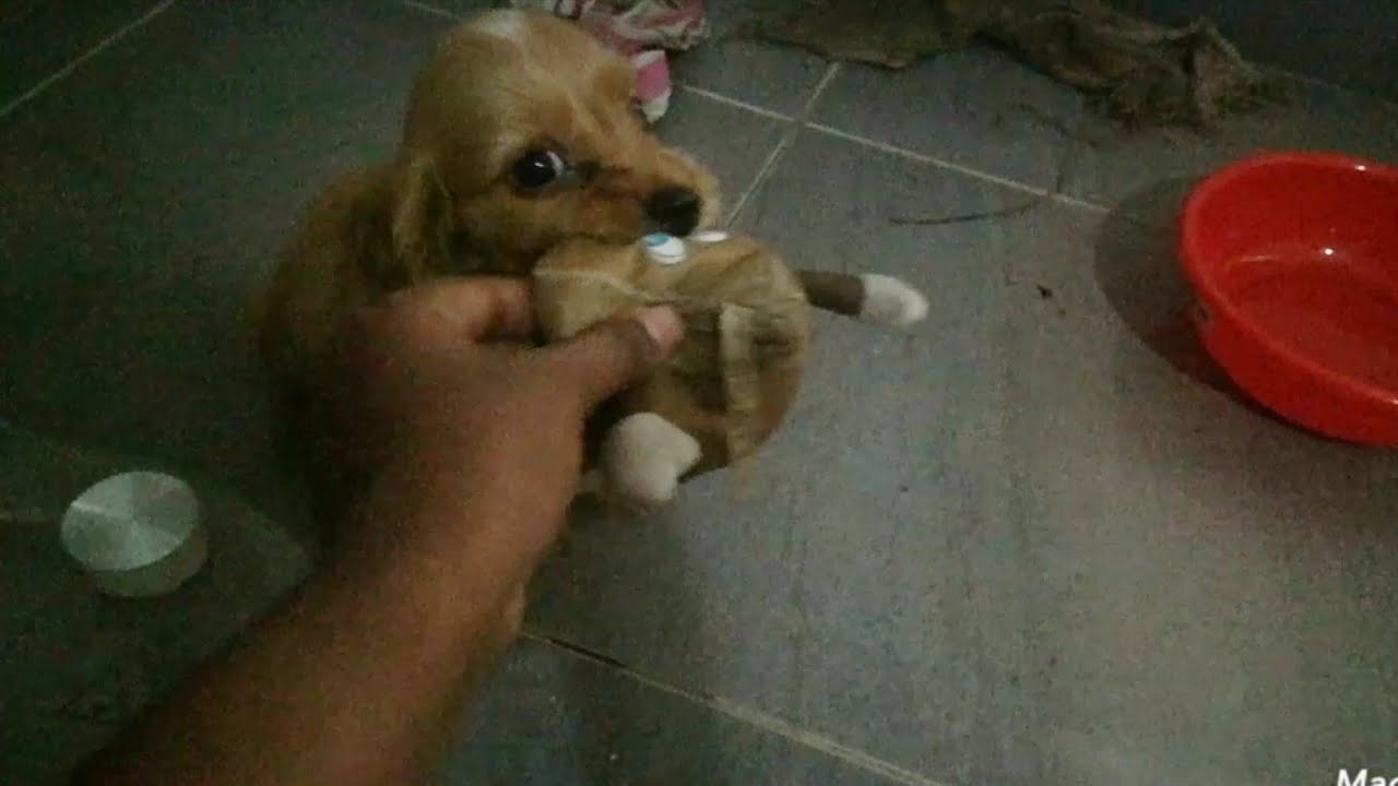 Cocker Spaniel | Emey | Angry Puppy No.02 - YouTube