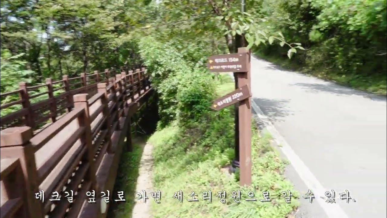 숲힐링 Feat 대관령치유의숲 예산치유의숲 Youtube