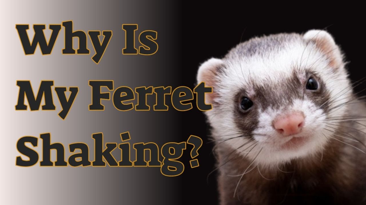 🐾 Why Is My Ferret Shaking? - YouTube