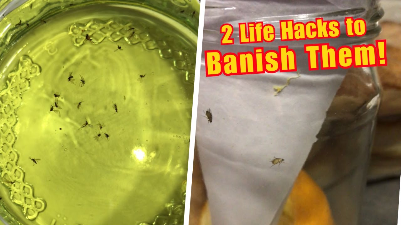 Bye Bye Fruit Flies! 2 Amazing Life Hacks to Get Rid of Flies FAST ...