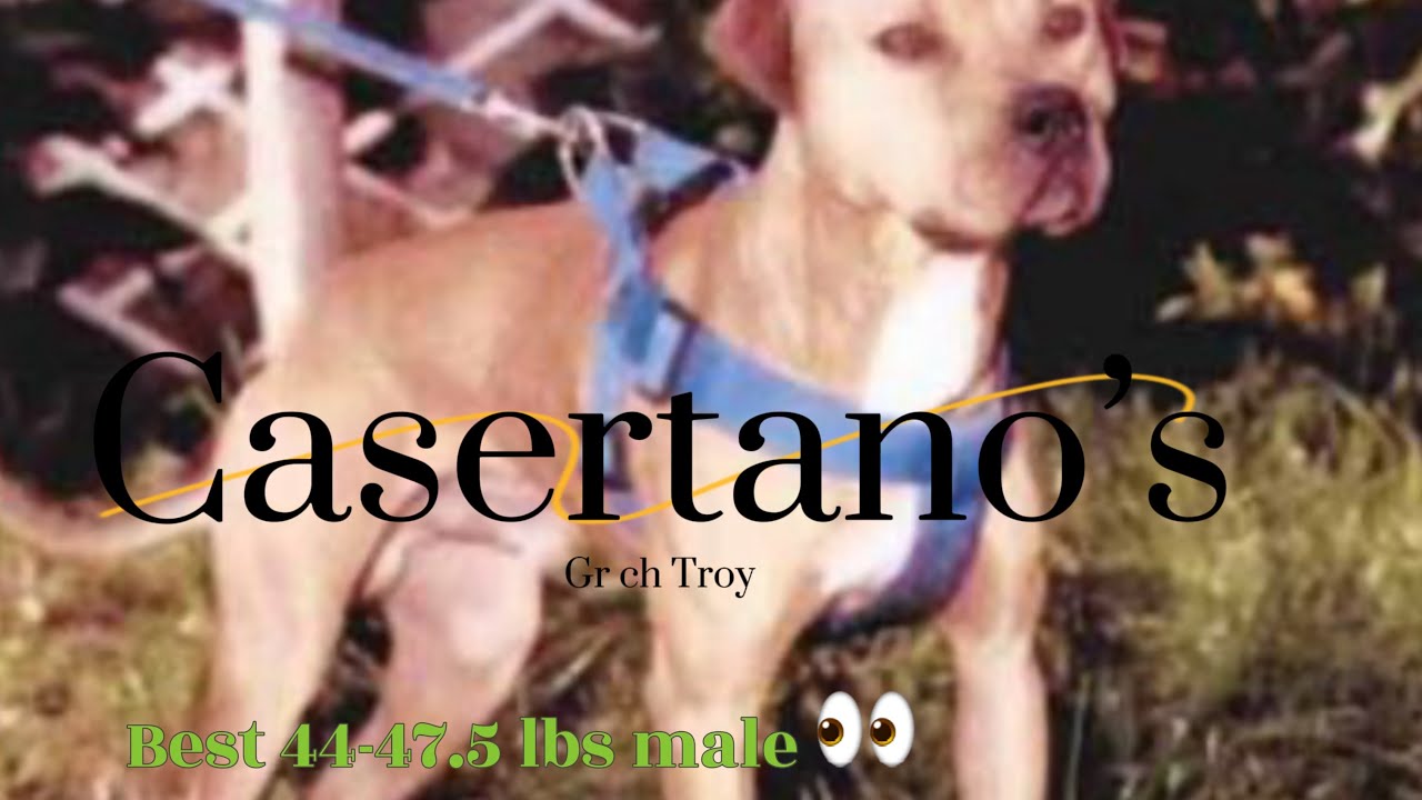 Gr Ch Troy #pitbulls #apbt #pitbullpuppy - YouTube