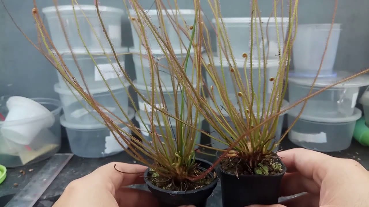 DROSERA FILIFORMIS VAR. FLORIDANA / THREADLEAF SUNDEW - YouTube