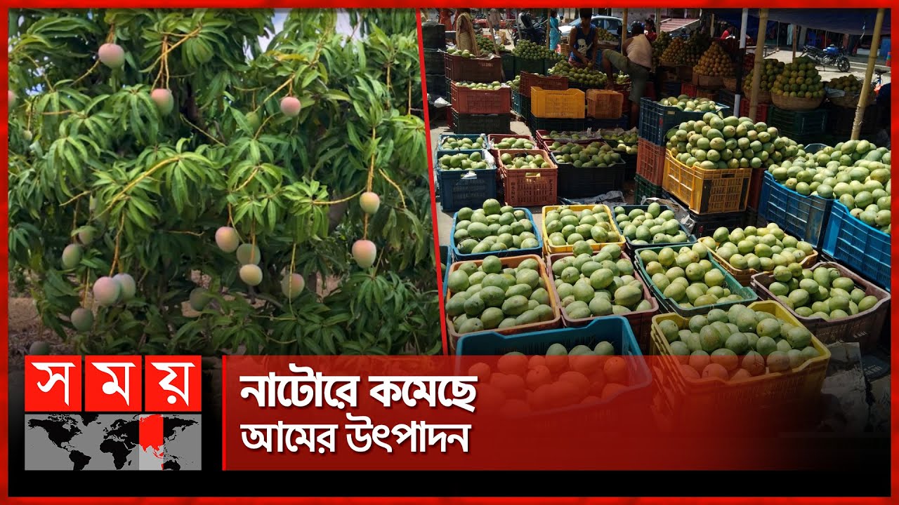 নাটোরের রসালো আম এখন বাজারে | Natore Mango | Mango Market in Natore | Somoy TV - YouTube
