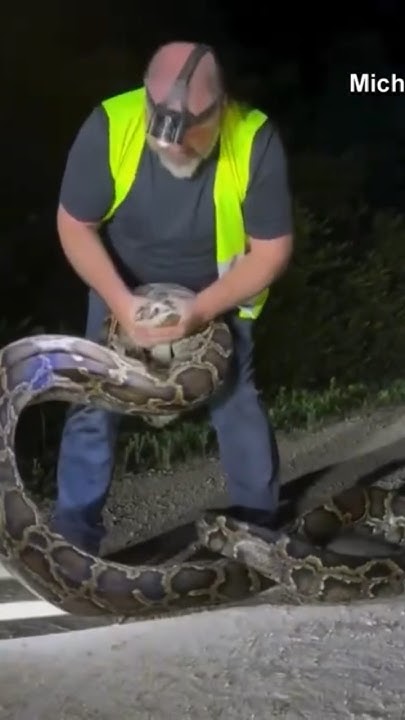 17-foot Burmese python caught in Florida Everglades #snake #python # ...