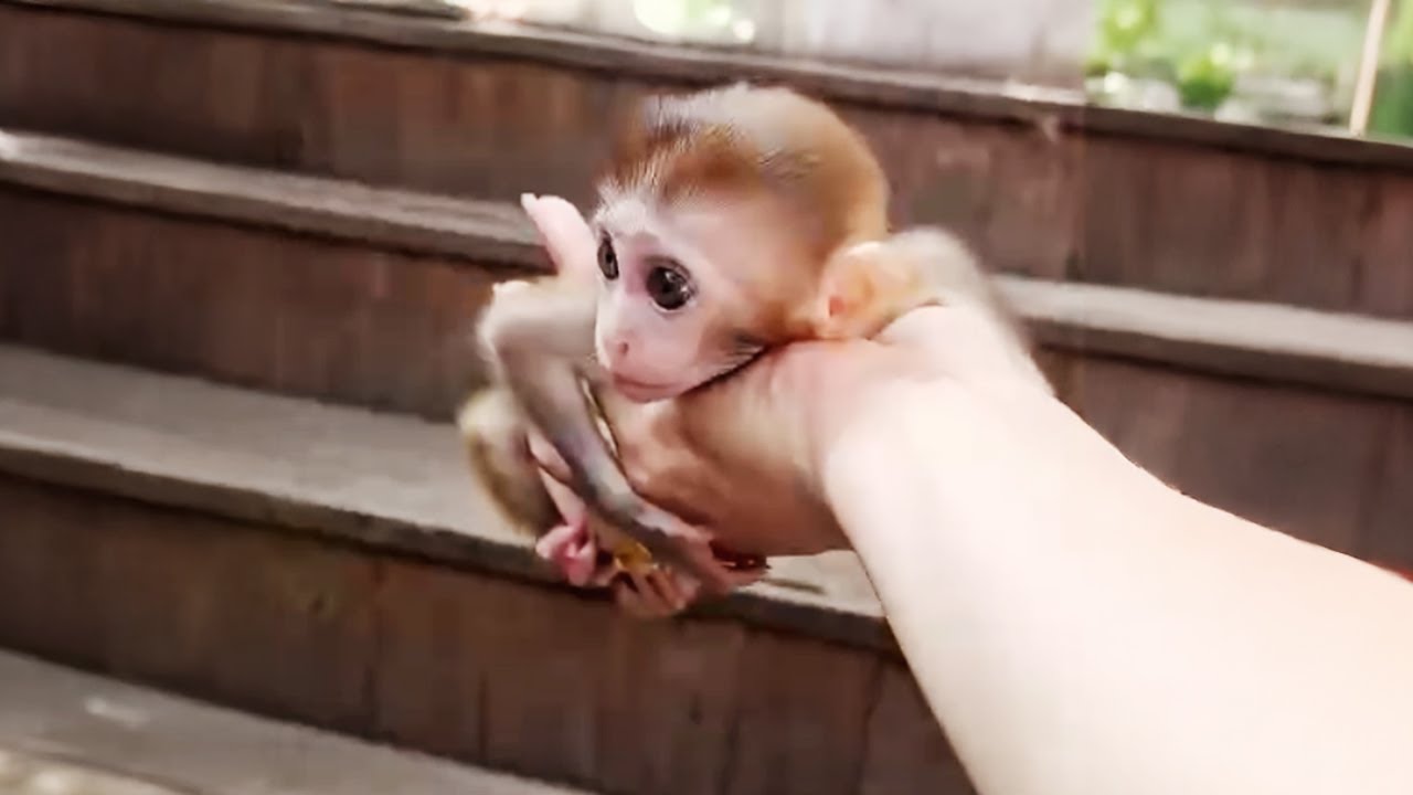 She adopted an abandoned baby monkey... what happened after... - YouTube