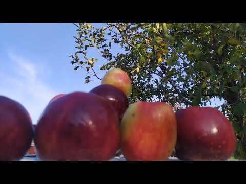 Bagban 25 ton yapon almasi yetisdirdi