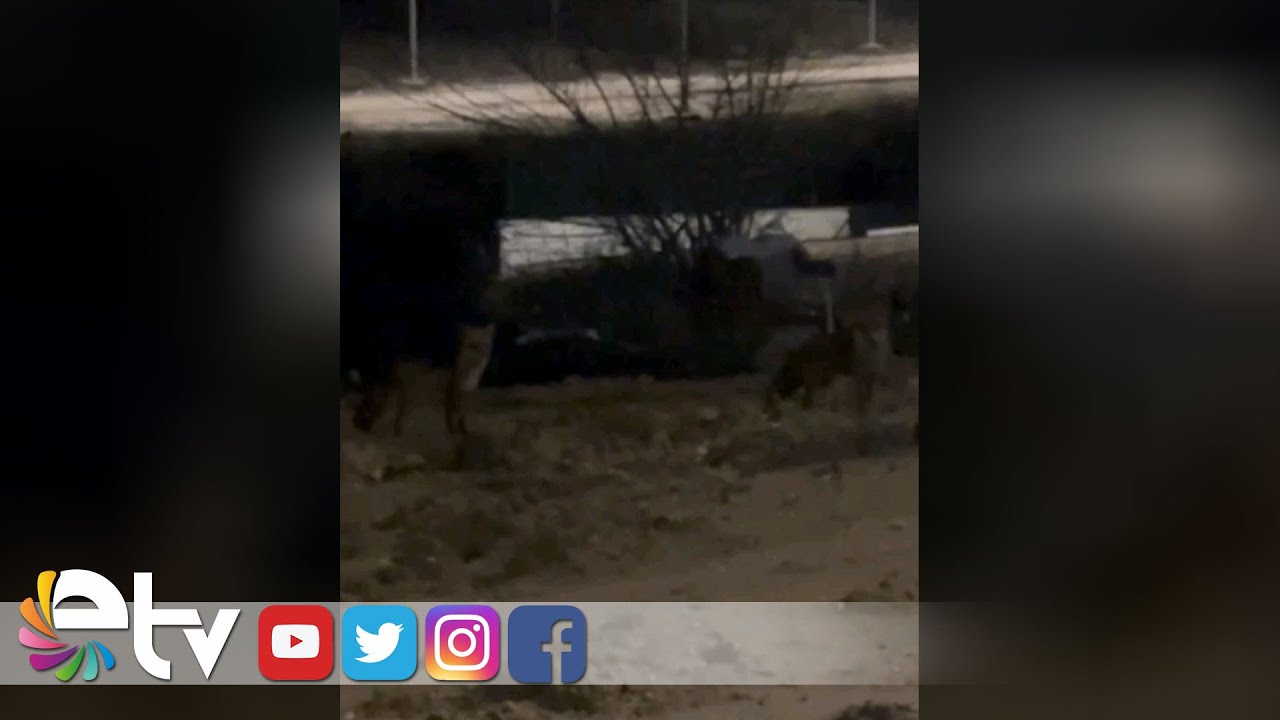 EDİRNE’DE AÇ KALAN TİLKİLER ŞEHİR MERKEZİNE İNDİ - YouTube