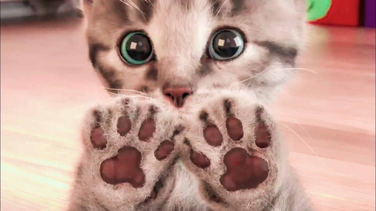 Baby Learn Colours With My Little Kitten - Kids Colors Animation ...