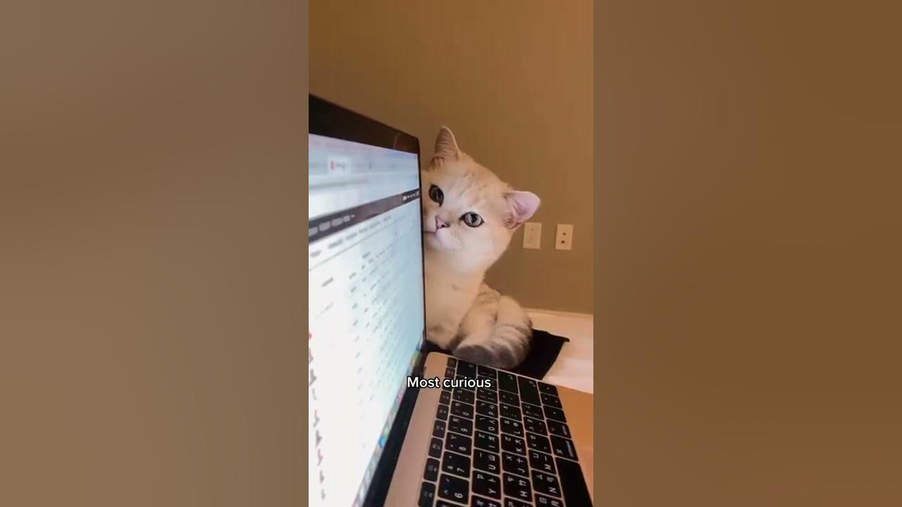 Adorable Kitty 😺 😍 💖 Viralshorts Cutekitty Youtube