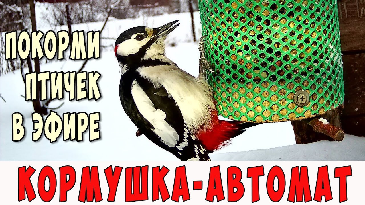 Покорми птичек прямо в эфире. Кормушка - автомат для диких птиц. - YouTube