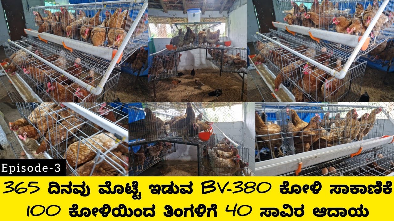 BV-380 ಕೋಳಿ ಸಾಕಾಣಿಕೆಯಿಂದ ಪ್ರತಿದಿನ ಆದಾಯ/bv-380 poultry farming/bv-380 ...
